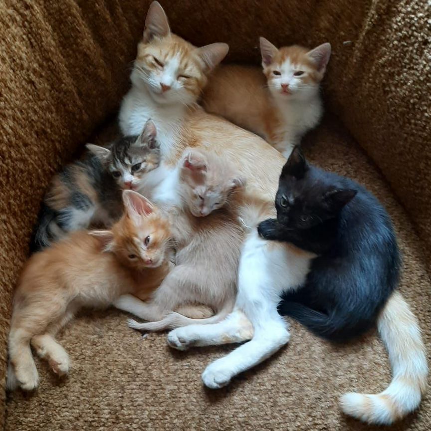 Котята в добрые руки бесплатно