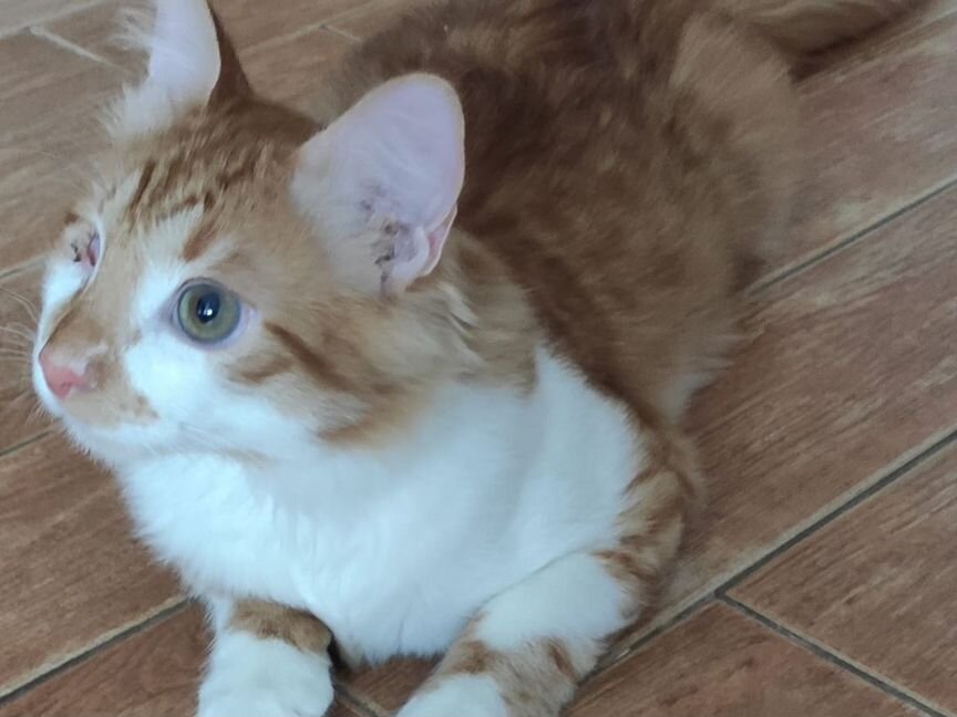Стив. Котик 6 месяцев