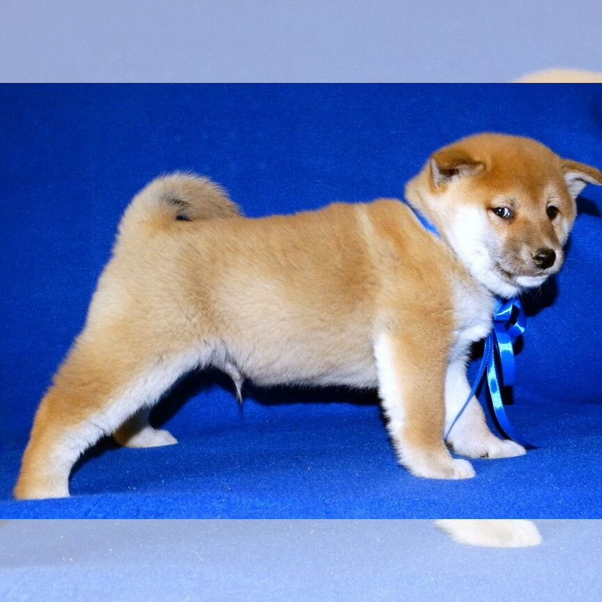 Щенки сиба шиба ину