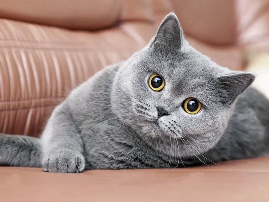 Британский кот
