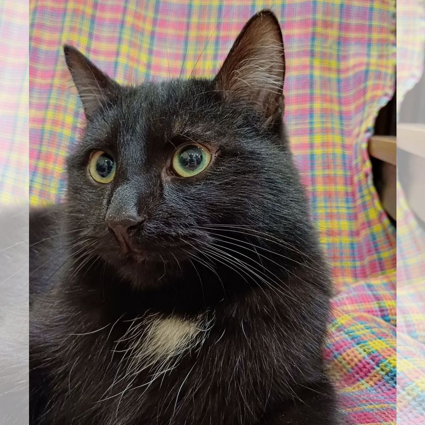 Взрослый кот в добрые руки