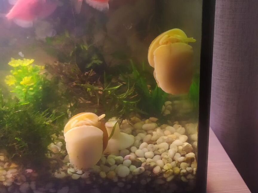 Улитки аквариумные (ампулярии)