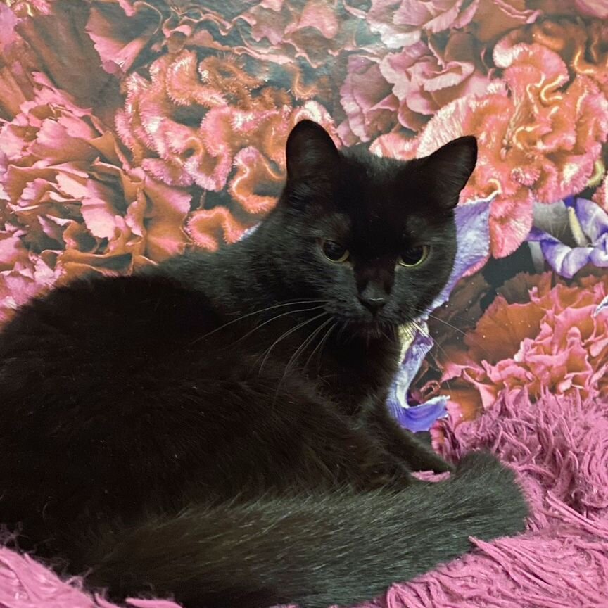 Черная кошка