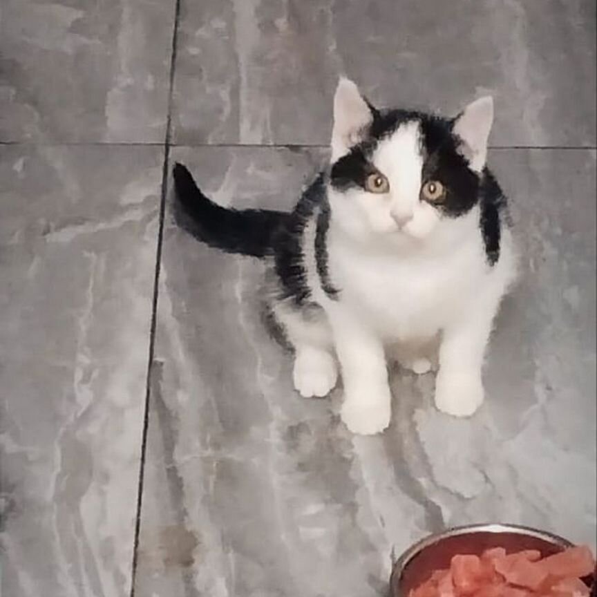 Котенок 2.5 месяца