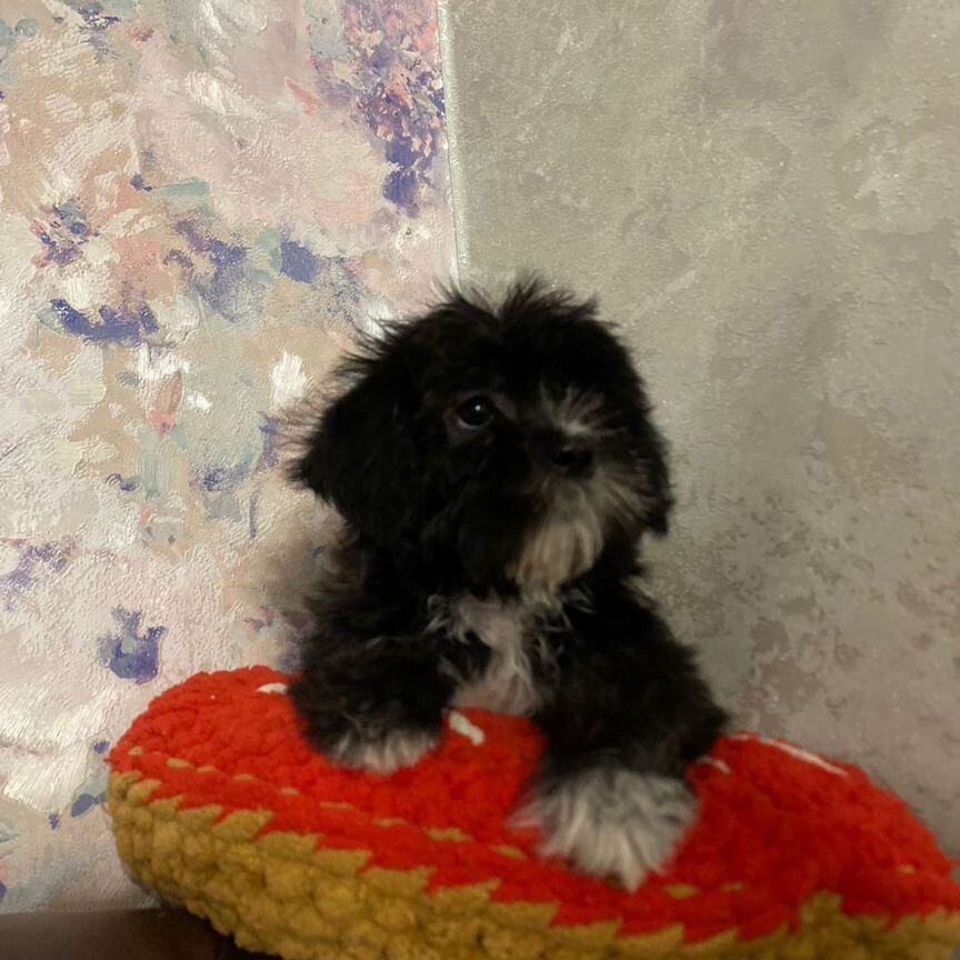 Чудесная девочка Ши Тцу