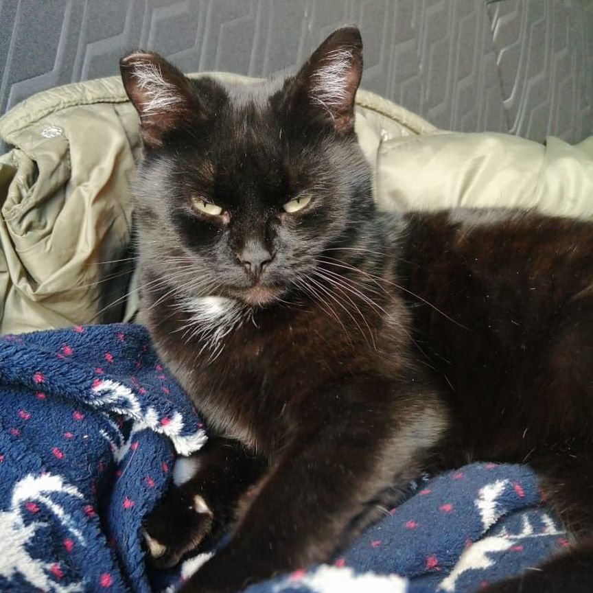 Багирочка в добрые руки бесплатно