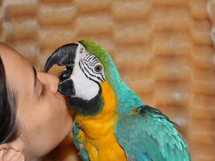 Большой попугай 5 месяцев