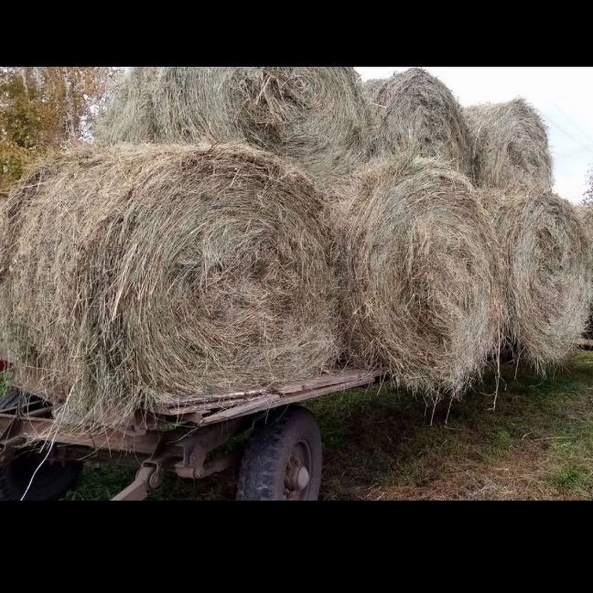 Сено в рулонах и брикетах