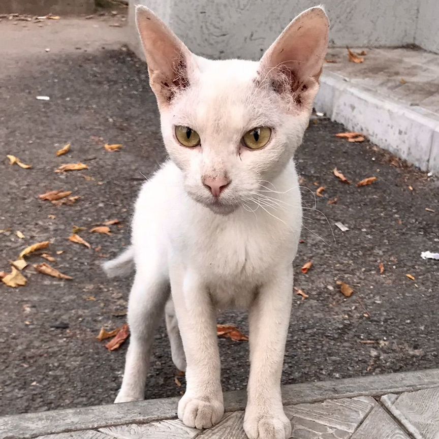 Кошечка