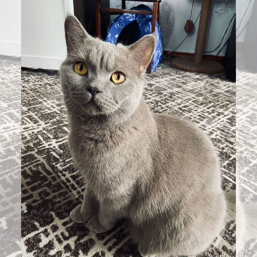 Кот,порода шотландец
