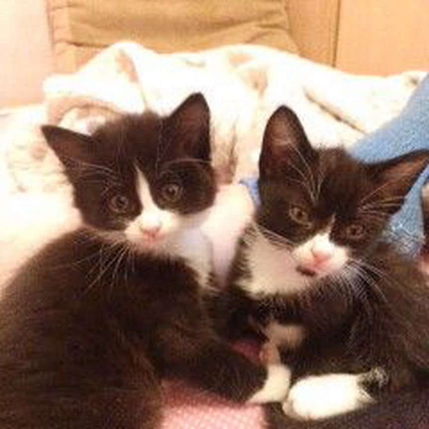 Котята в добрые руки даром