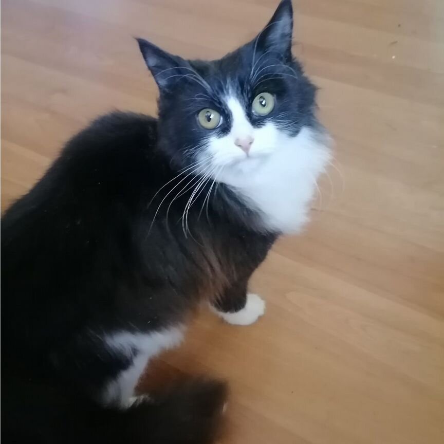 Феликс в добрые руки