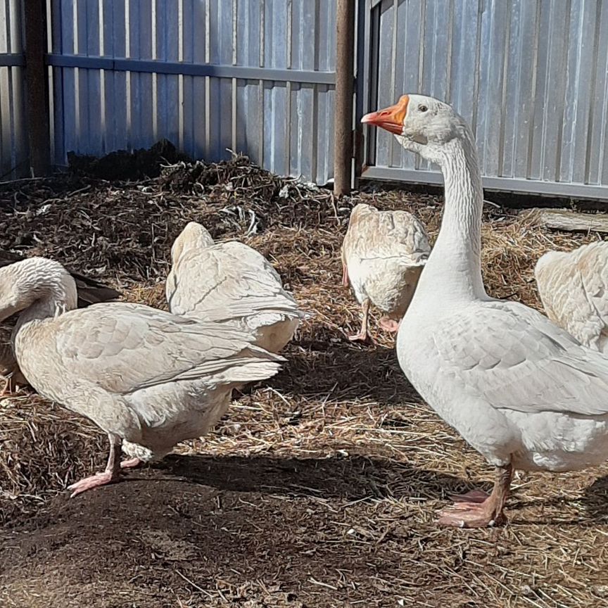 Семья гусей