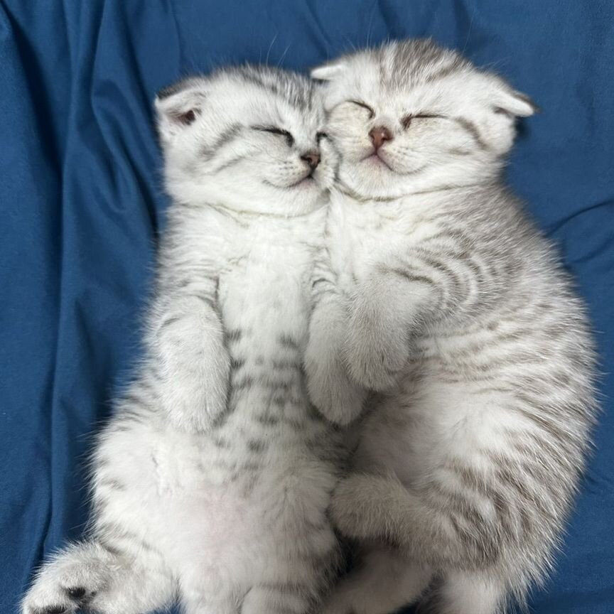 Шотландская