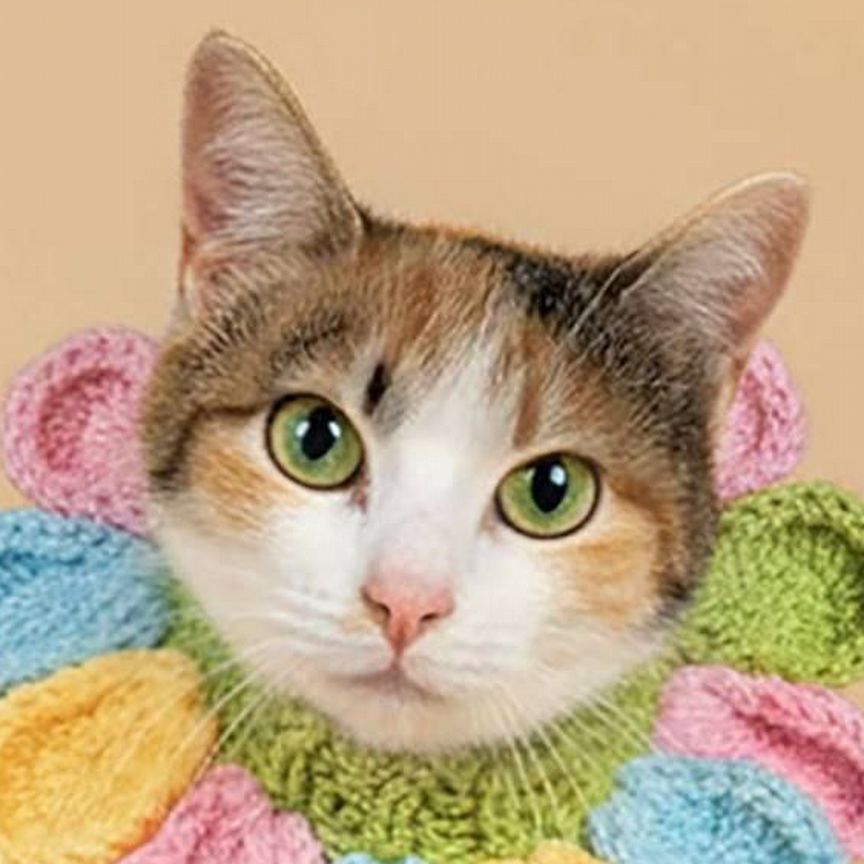 Взрослая, кошка в добрые руки