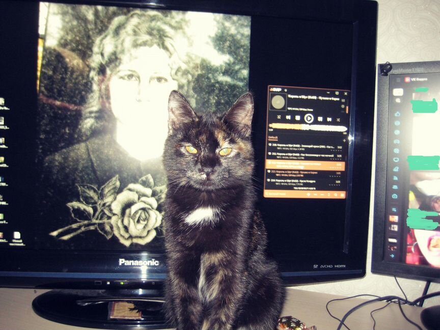Котята отдам