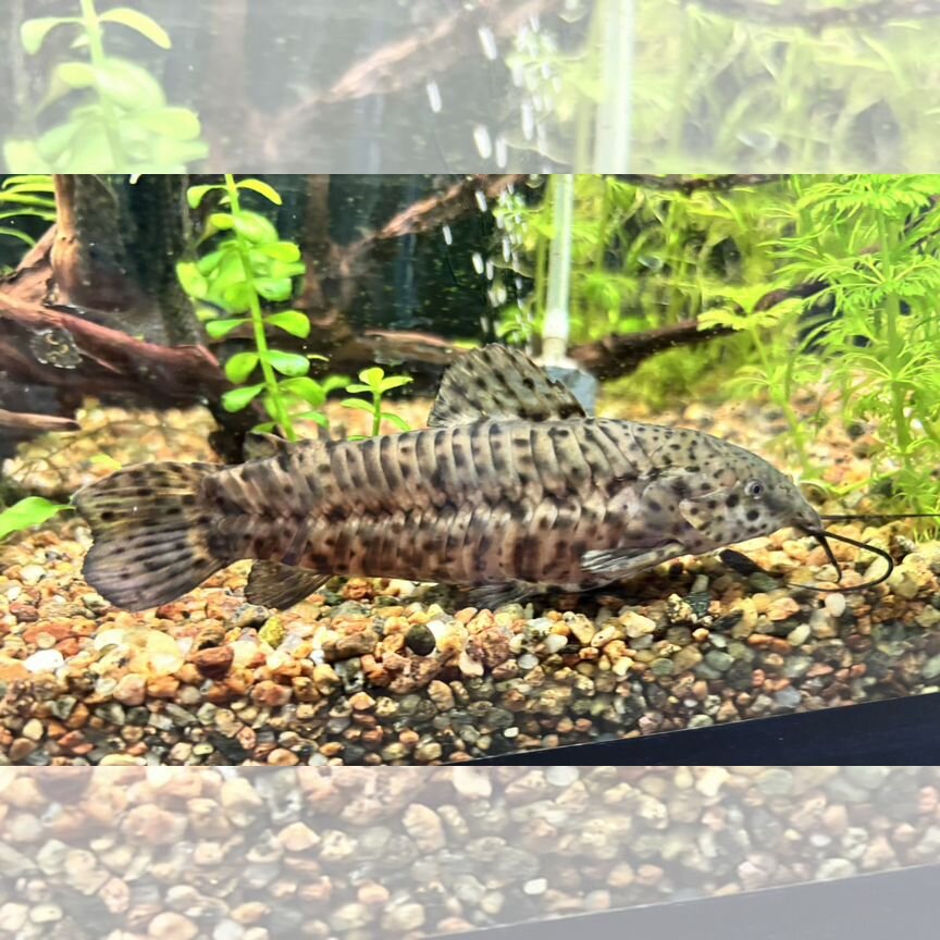 Сом таракатум, самка