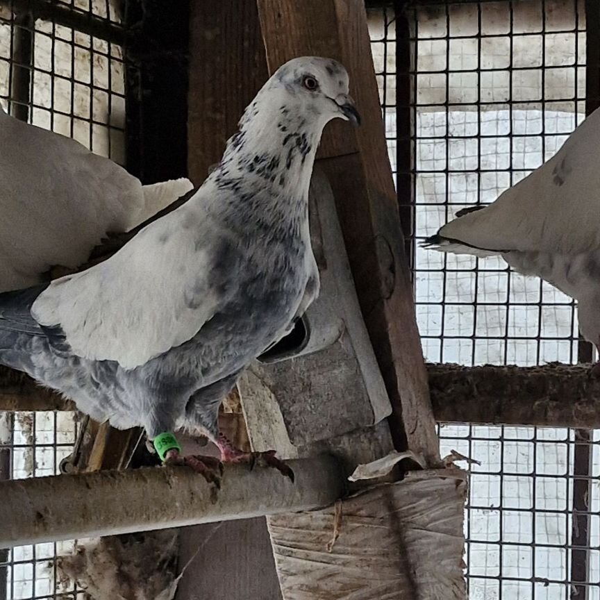 Продажа бакинских голубей