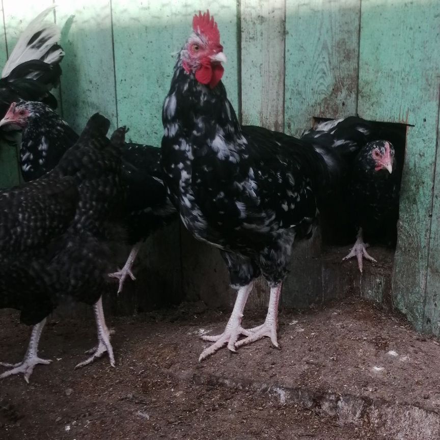 Петухи молодые домашние