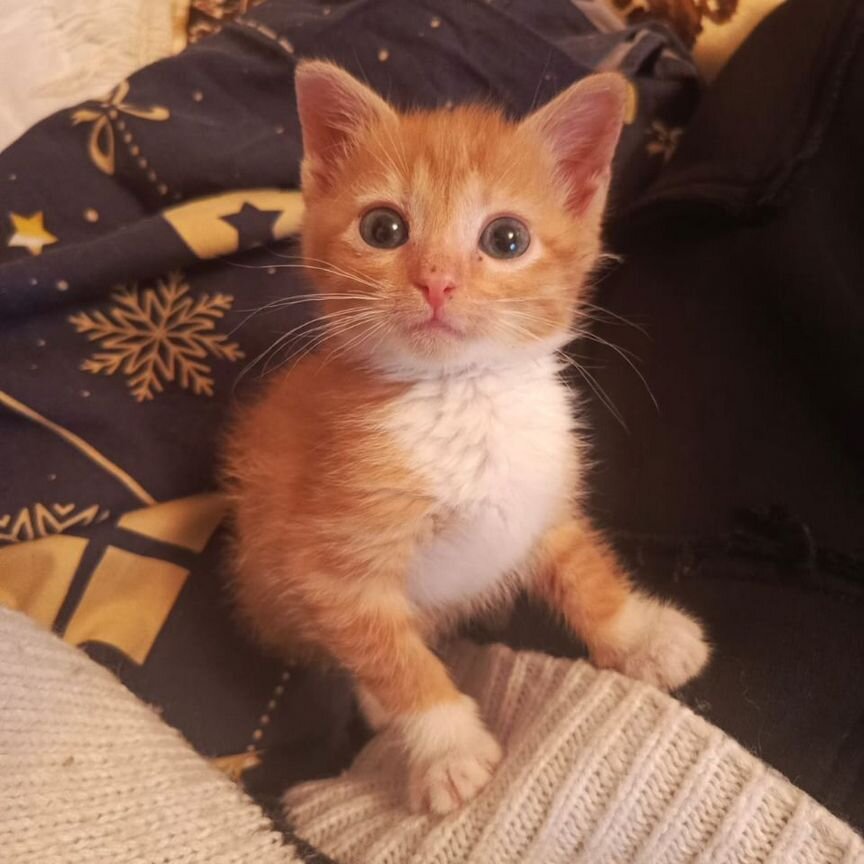 Рыжая кошечка девочка
