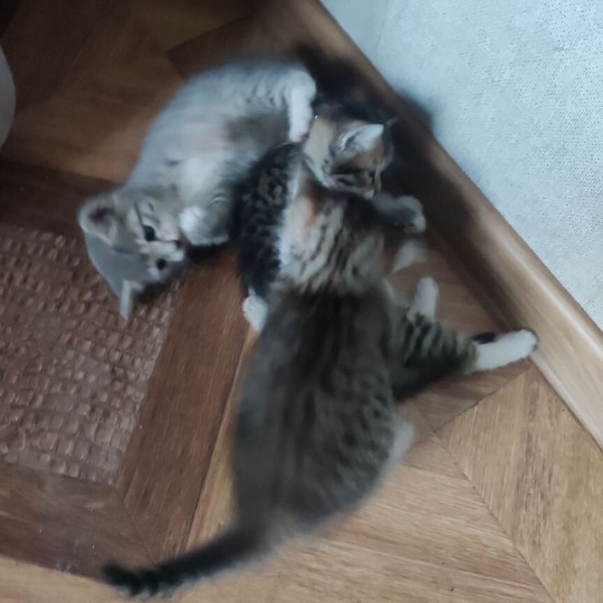 Котята в добрые руки 1 месяц