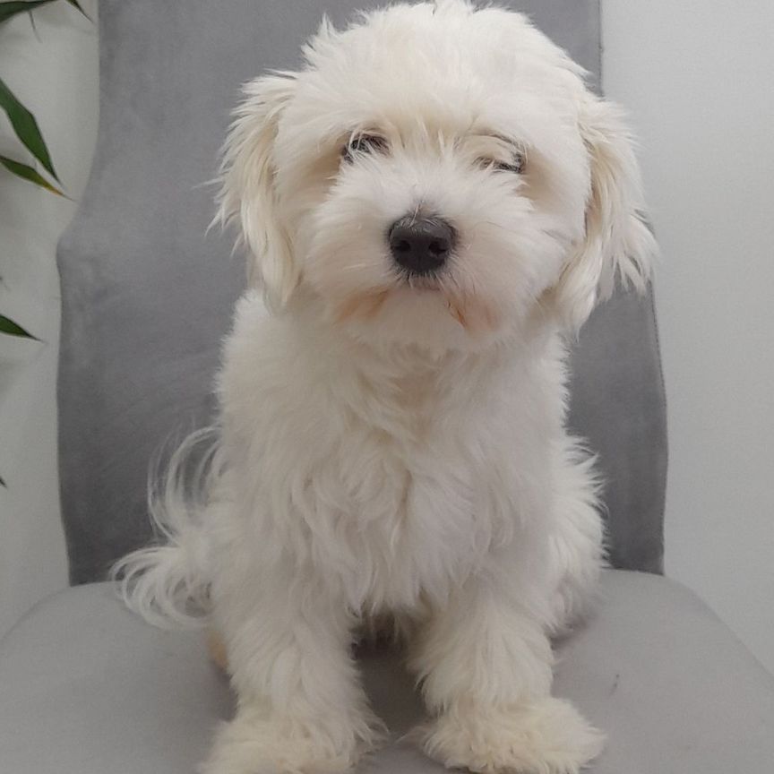 Мальтийская болонка