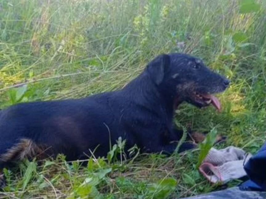 Щенки ягдтерьера