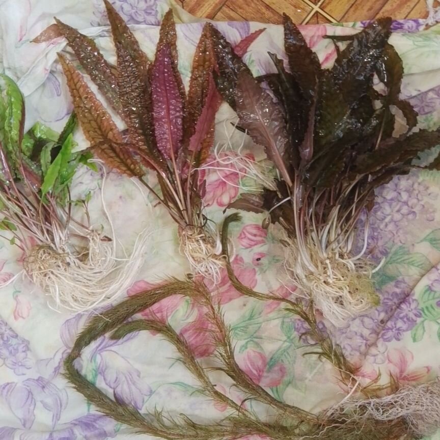 Аквариумные растения