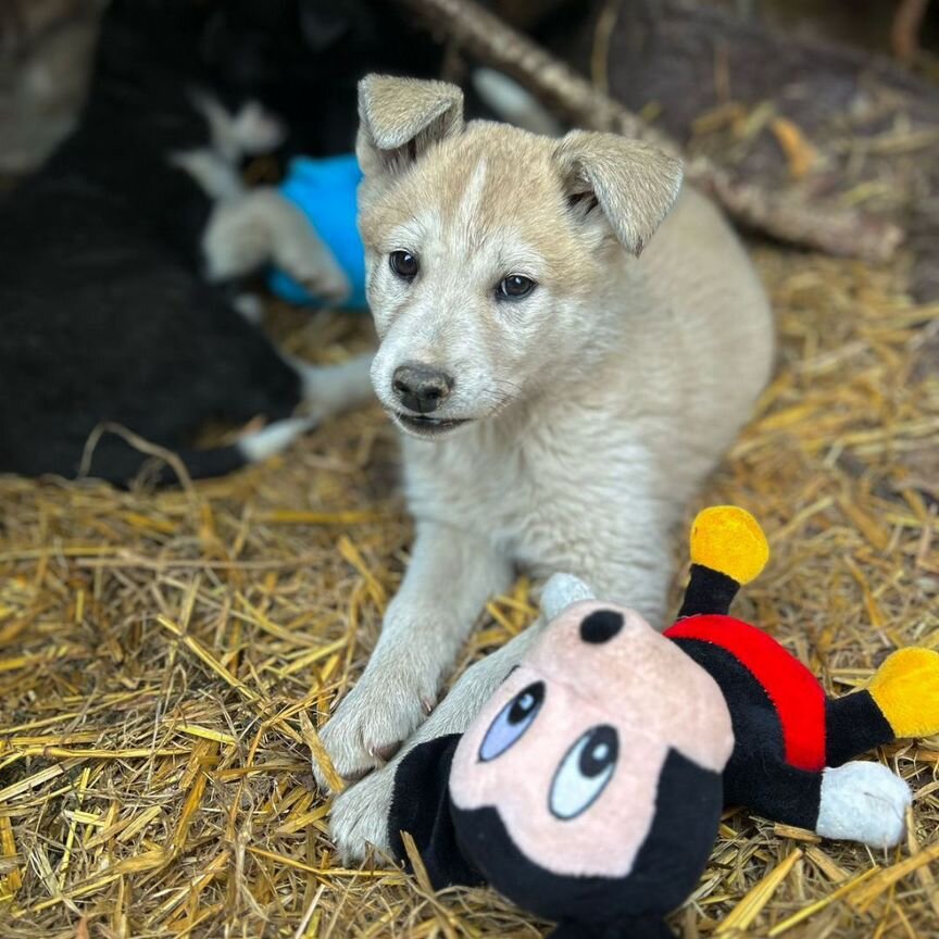 Бесплатно щенки в добрые. Мальчики и девочки
