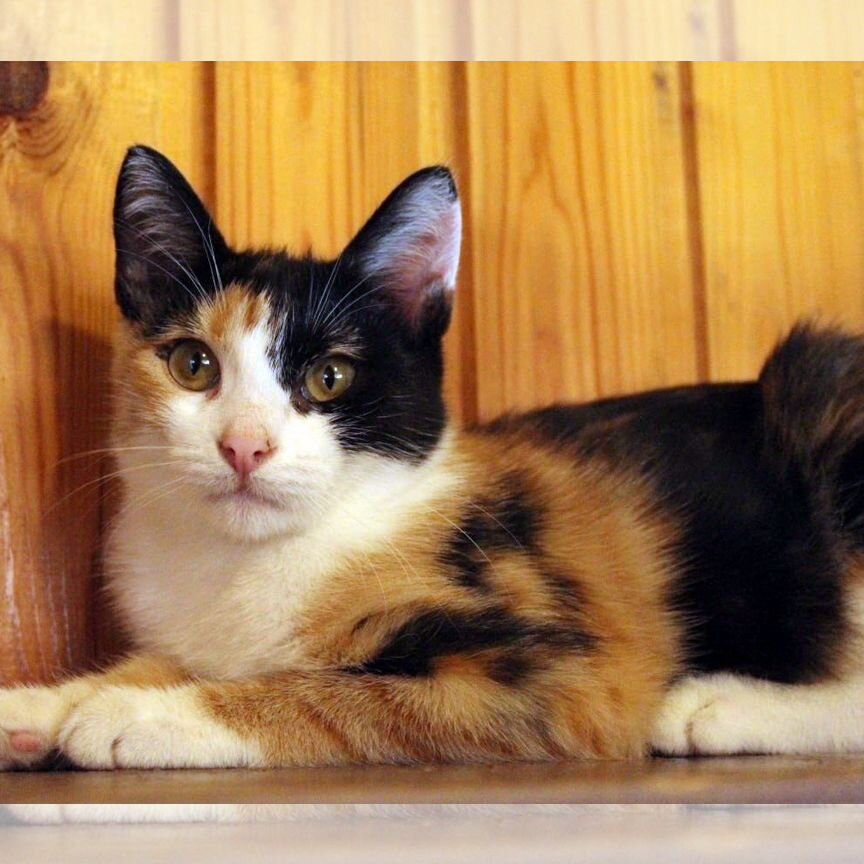 Мягкая уютная красавица кошка