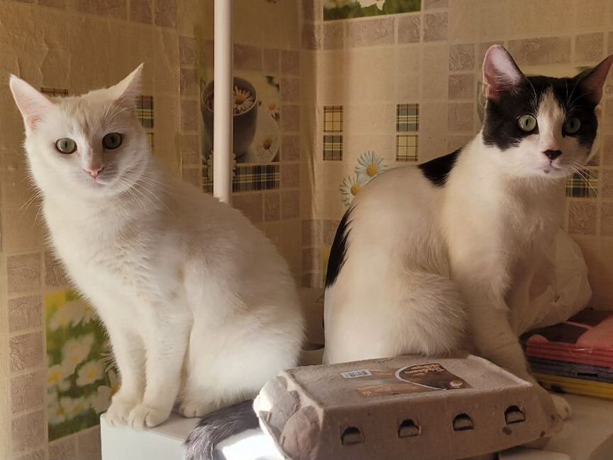 Кошки в добрые руки бесплатно