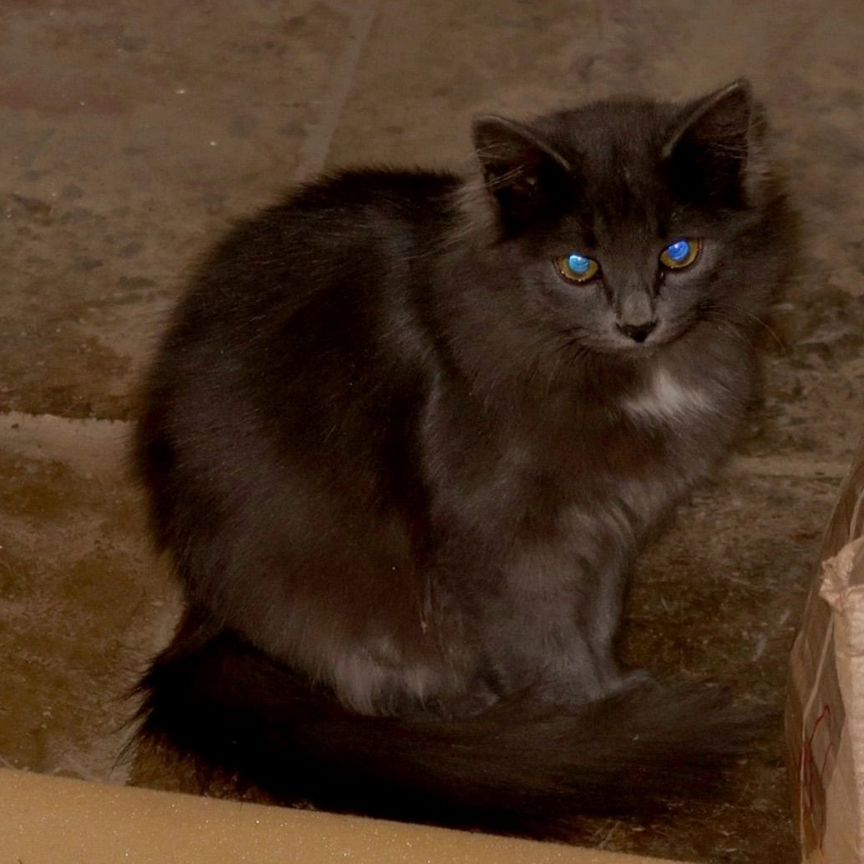 Котенок в добрые руки