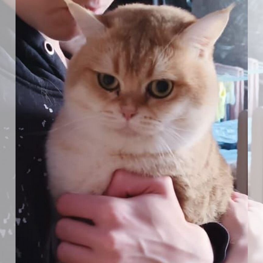 Молодой кот золотая шиншилла