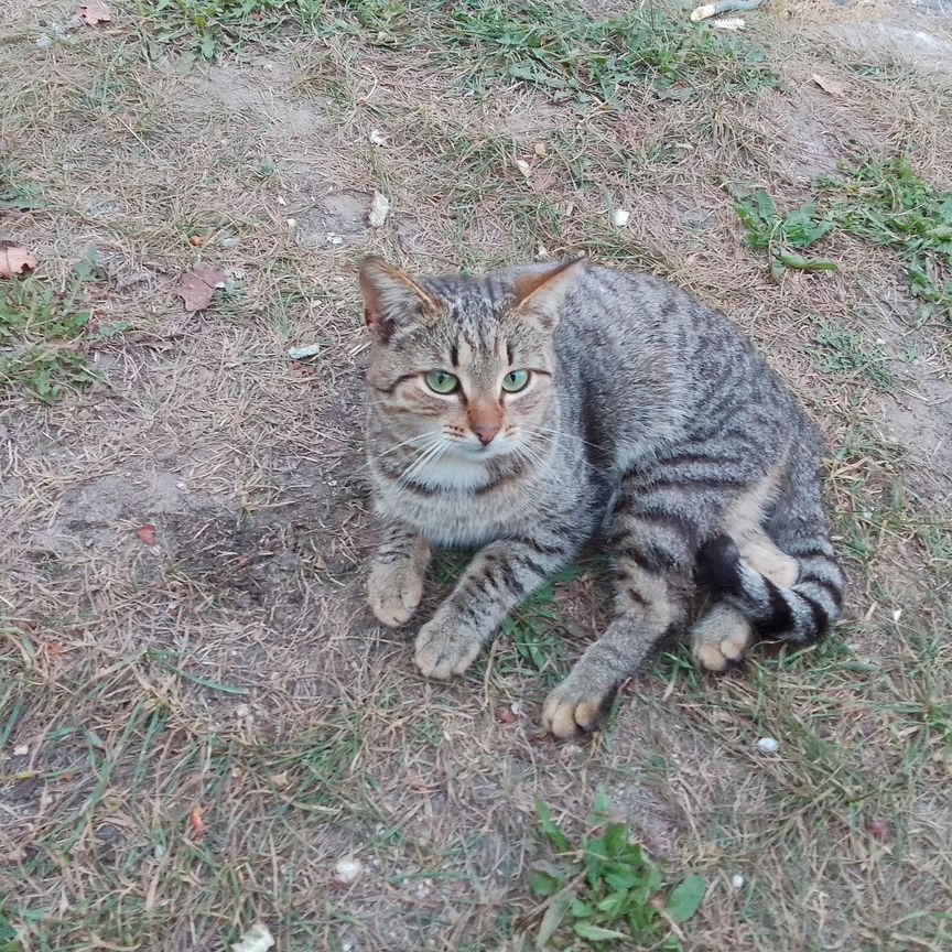 Зеленоглазка