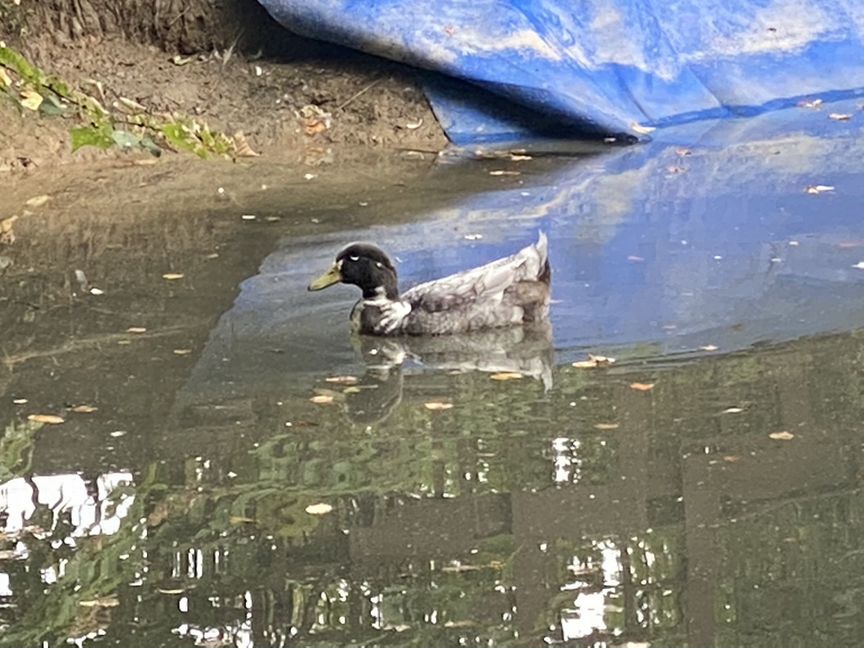 Утки голубой фаворит