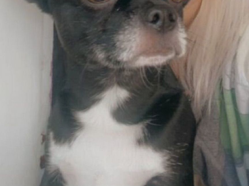 Вязка Чихуахуа на вязку кобель