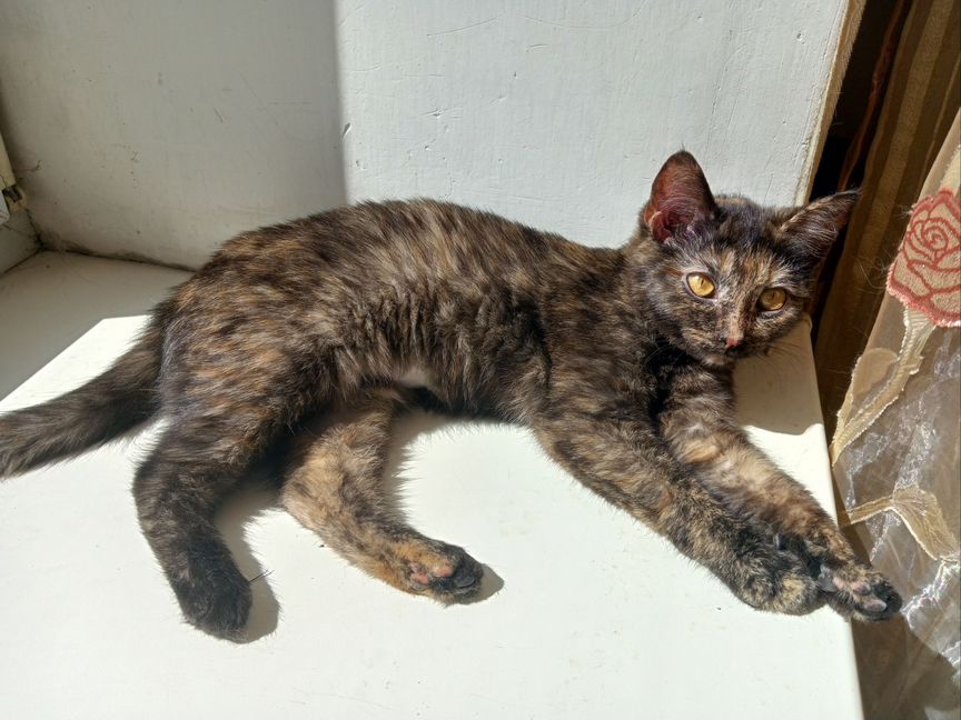 Кошка бесплатно, в добрые руки