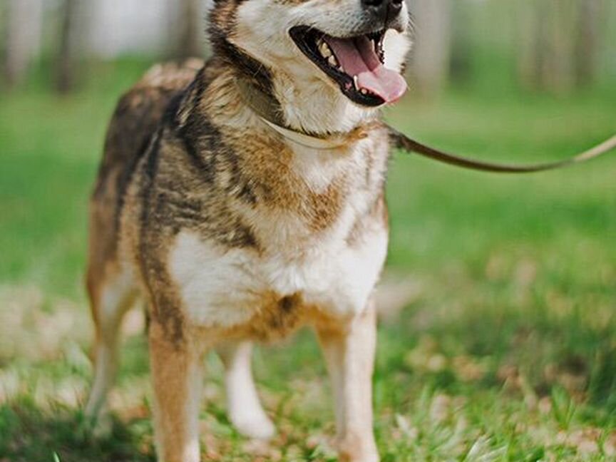 Нежная Лада ищет дом