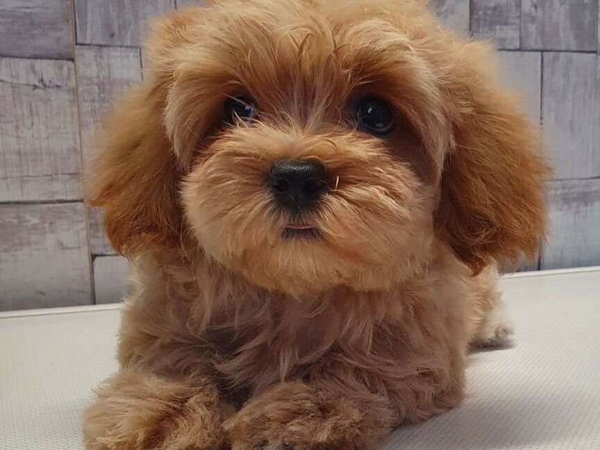 Очаровательные малыши мальтипу F1