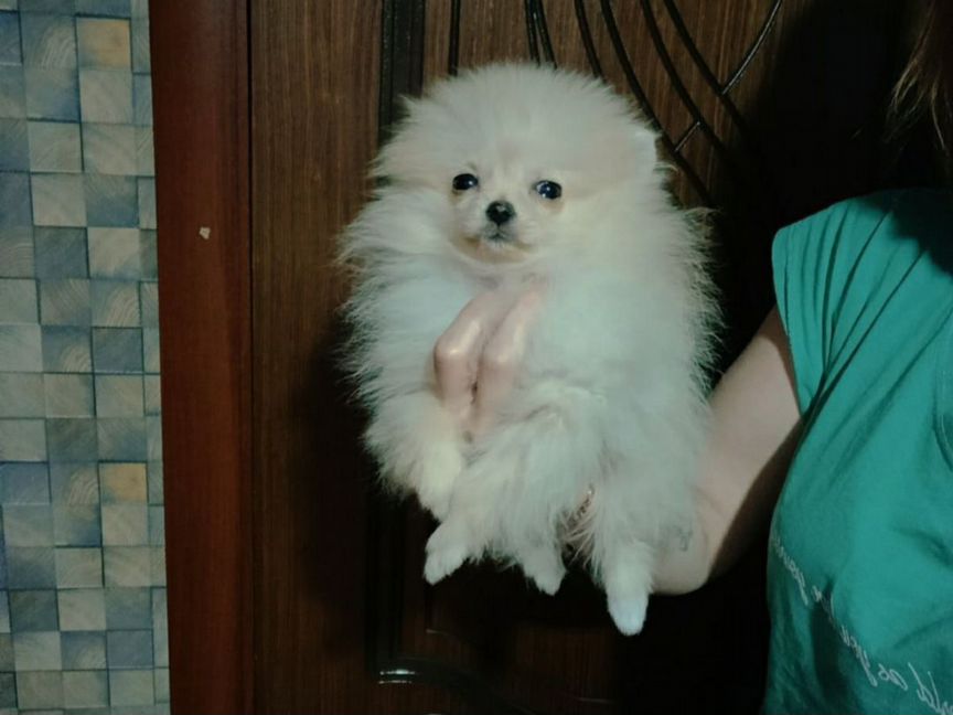 Шпиц очень маленькая девочка