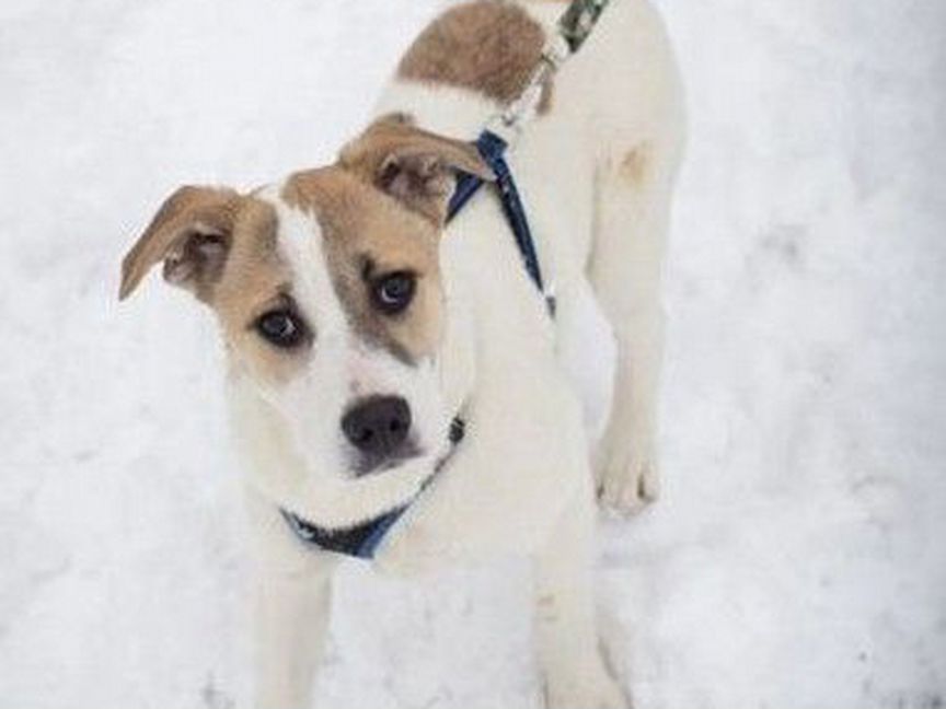 Ванесса в добрые руки