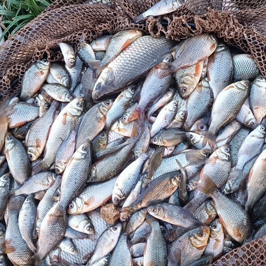 Живец карась