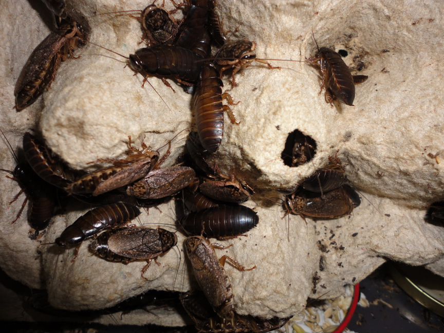 Мраморные тараканы