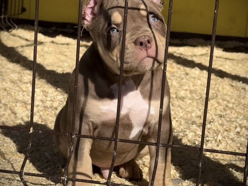 Американский булли - прекрасный мальчик покет