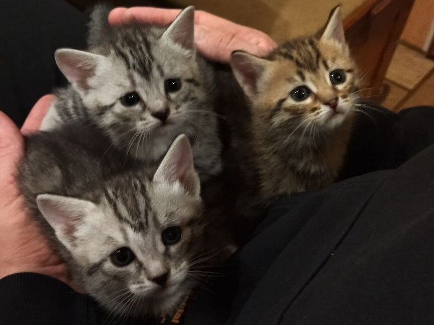 Серебристые котята