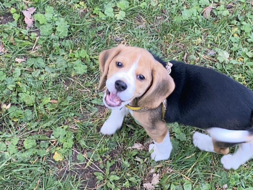 Щенки бигль