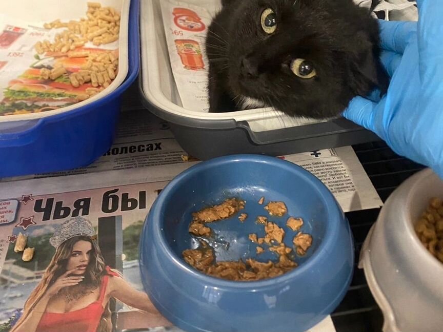 Кошка