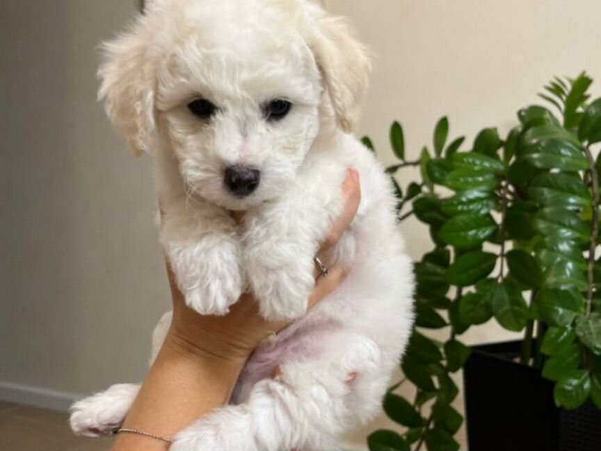 Щенки бишон фризе