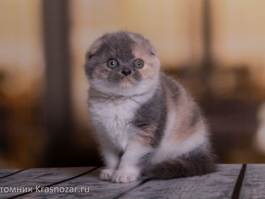 Шотландская