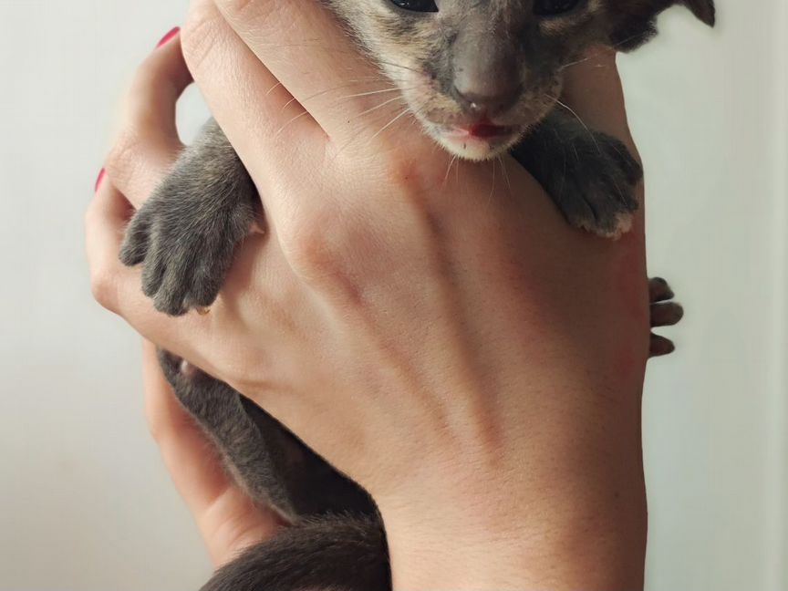 Ориентальная кошка